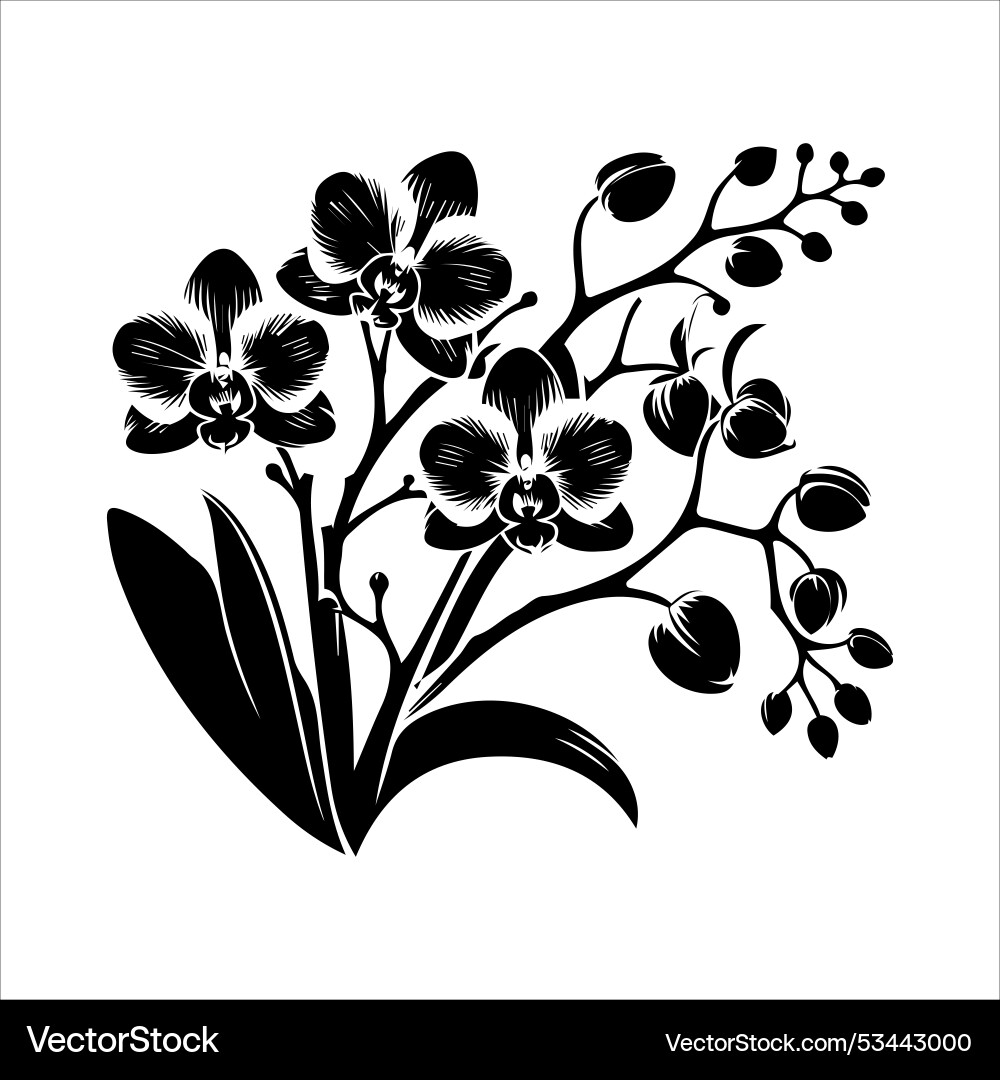 Orchid art Royalty Free Vector Image - VectorStock