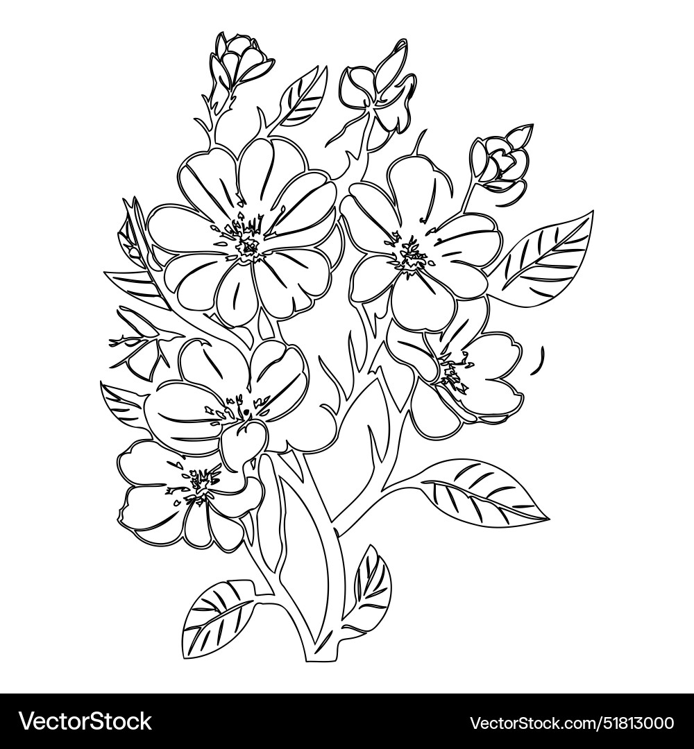 Sakura flower outline sketch Royalty Free Vector Image