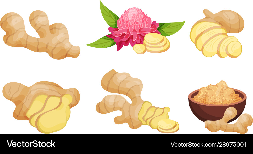 Ginger Powder Vector Images (over 1,100)