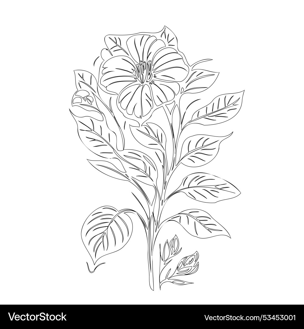 Oak tree nature outline sketch Royalty Free Vector Image