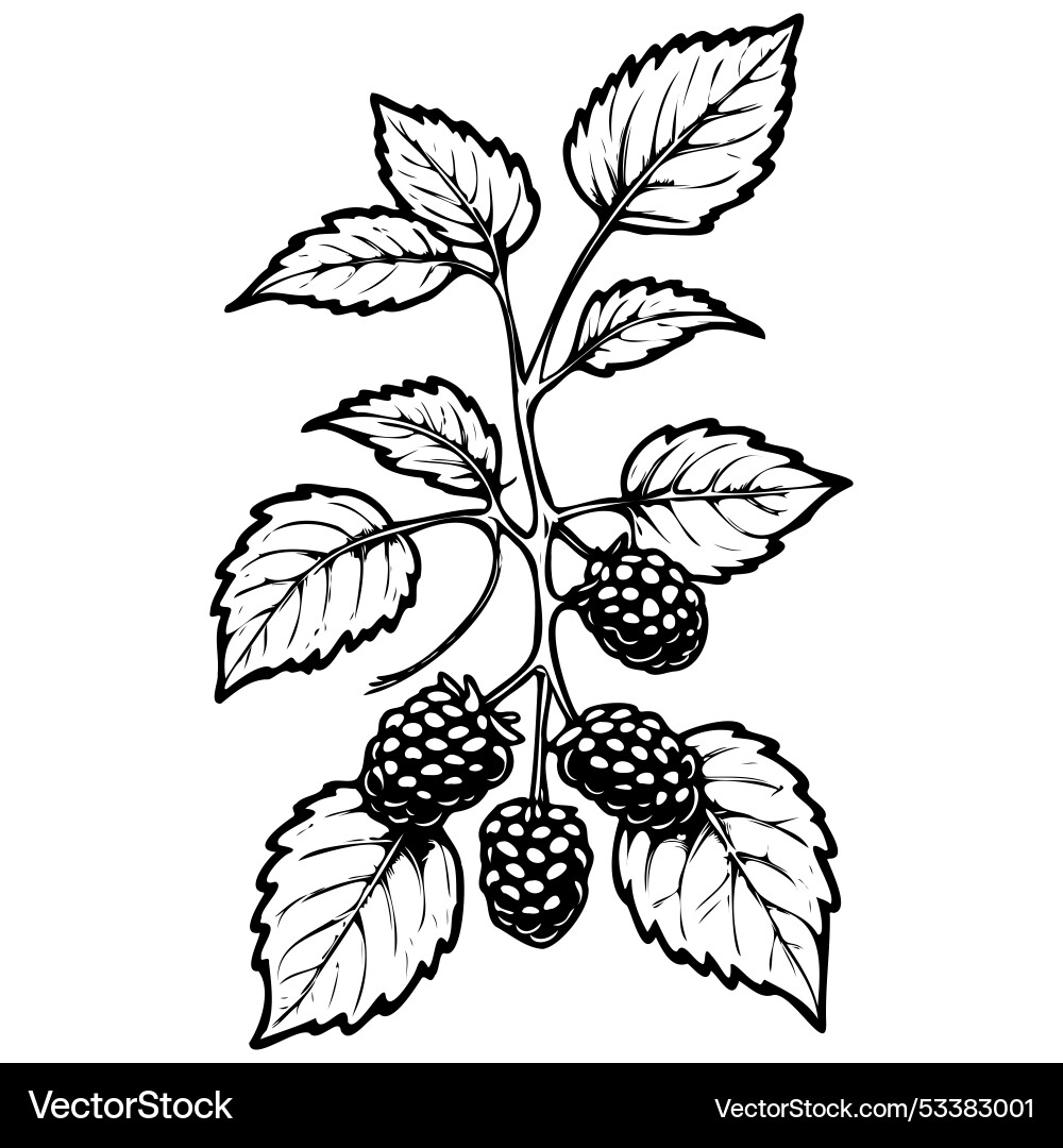 Thornless blackberry drawing fruit head line art Vector Image