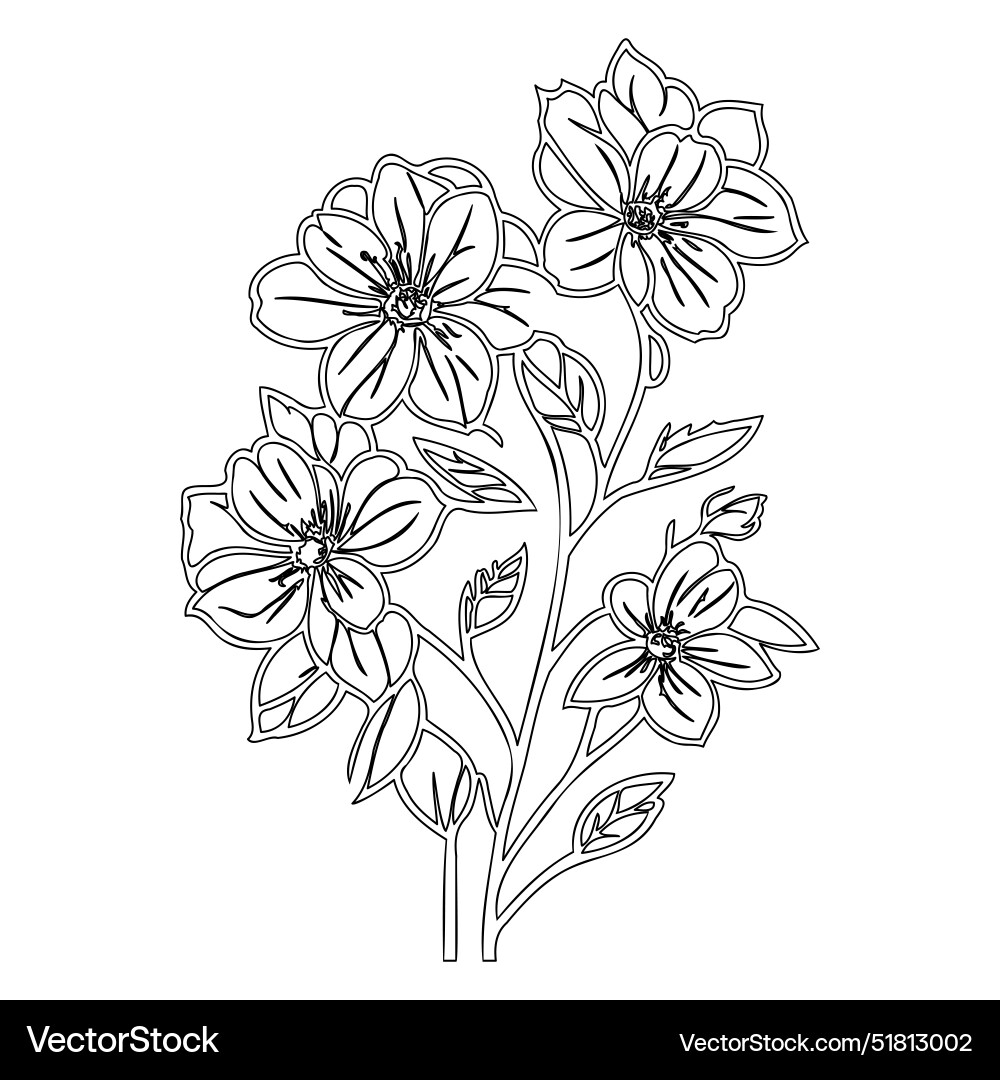 Sakura flower outline sketch Royalty Free Vector Image