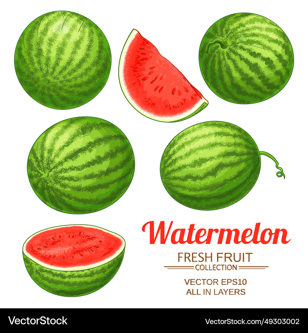 Watermelon set Royalty Free Vector Image - VectorStock