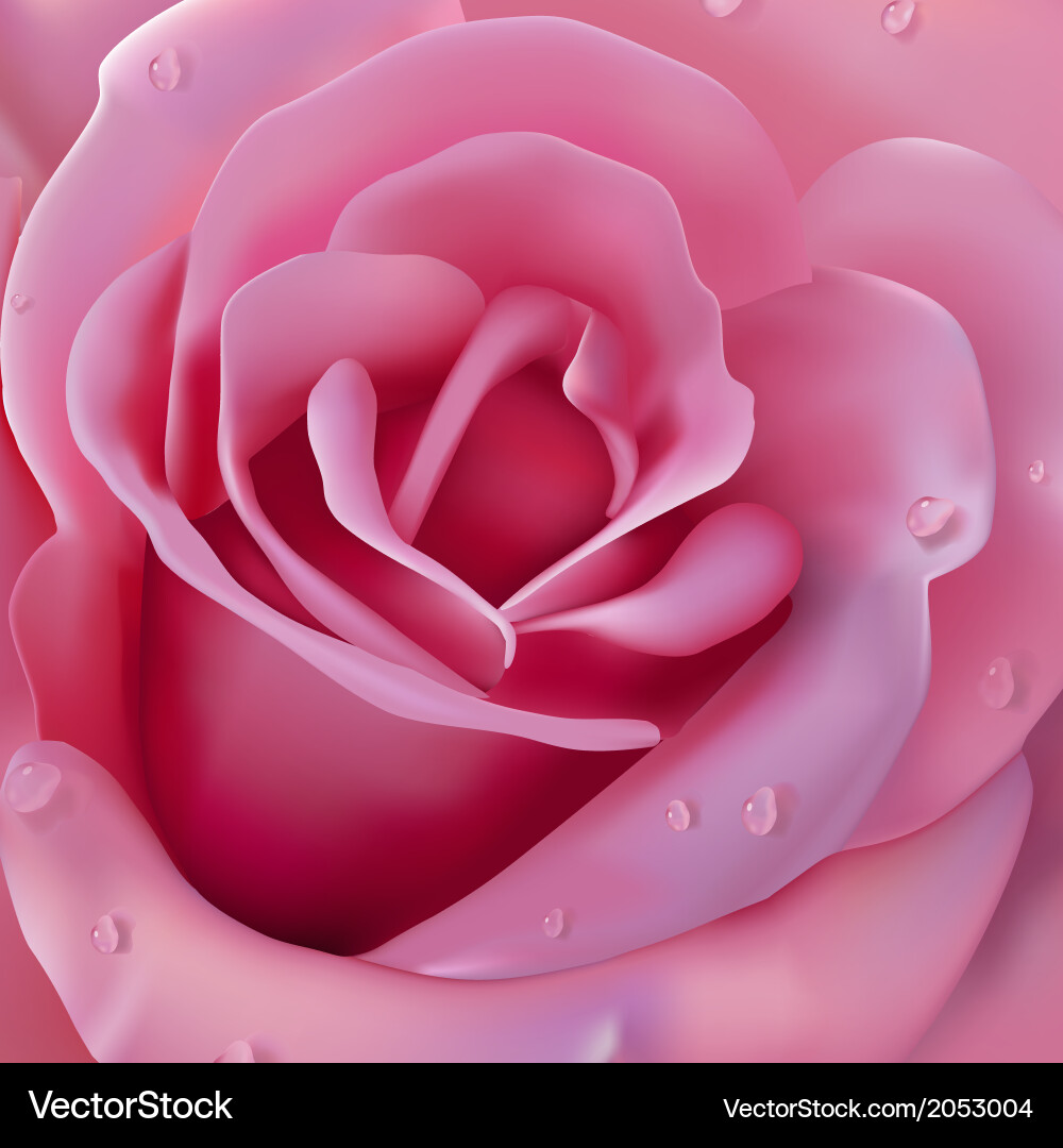Pink roses background Royalty Free Vector Image