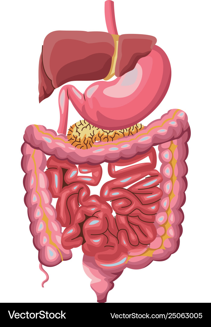 Human digestive system Royalty Free Vector Image