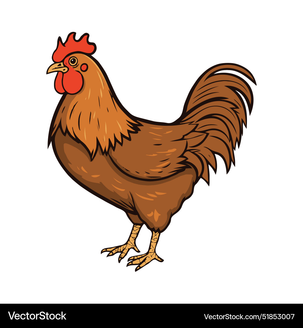 Chicken Royalty Free Vector Image - VectorStock