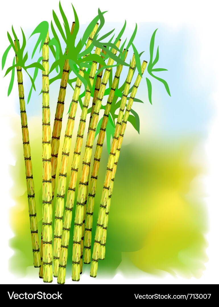 Plant of sugar cane Royalty Free Vector Image - VectorStock