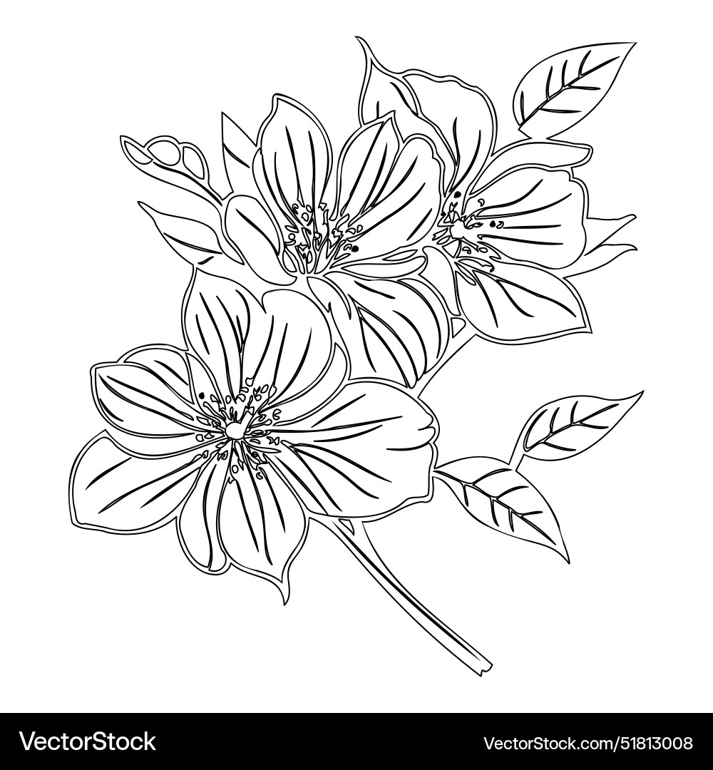 Sakura flower outline sketch Royalty Free Vector Image
