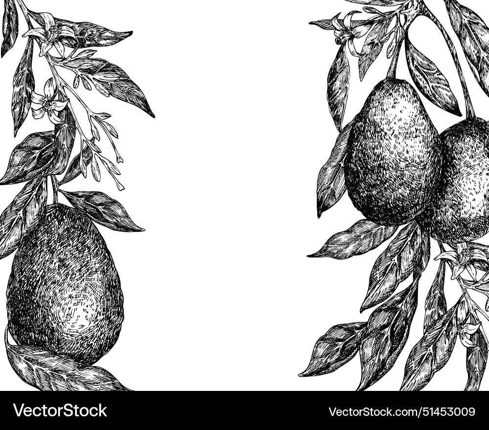 Avocado hass graphic frame Royalty Free Vector Image