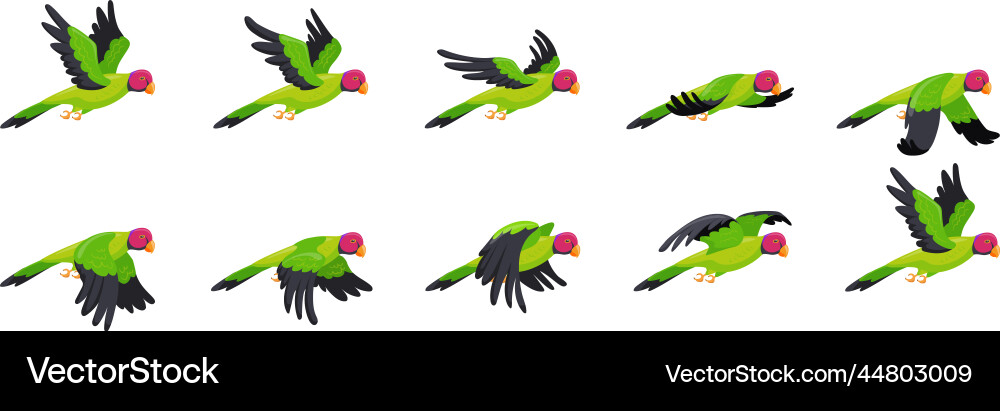 Parrot animation animated parrots flight flying Vector Image