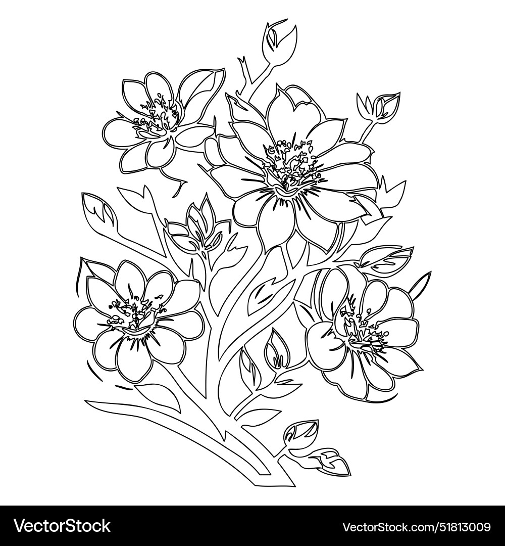 Sakura flower outline sketch Royalty Free Vector Image