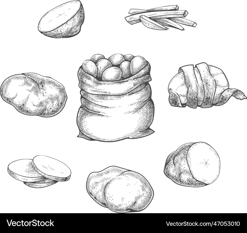 Hand drawn potato Royalty Free Vector Image - VectorStock
