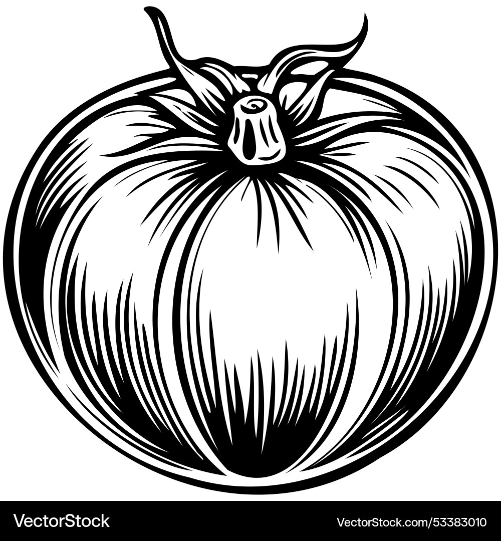 Tomato black hand drawn fruit transparent Vector Image