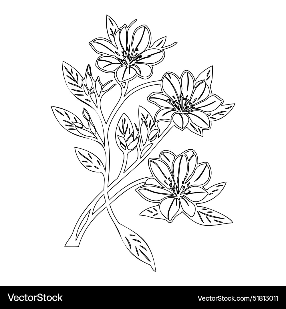 Sakura flower outline sketch Royalty Free Vector Image