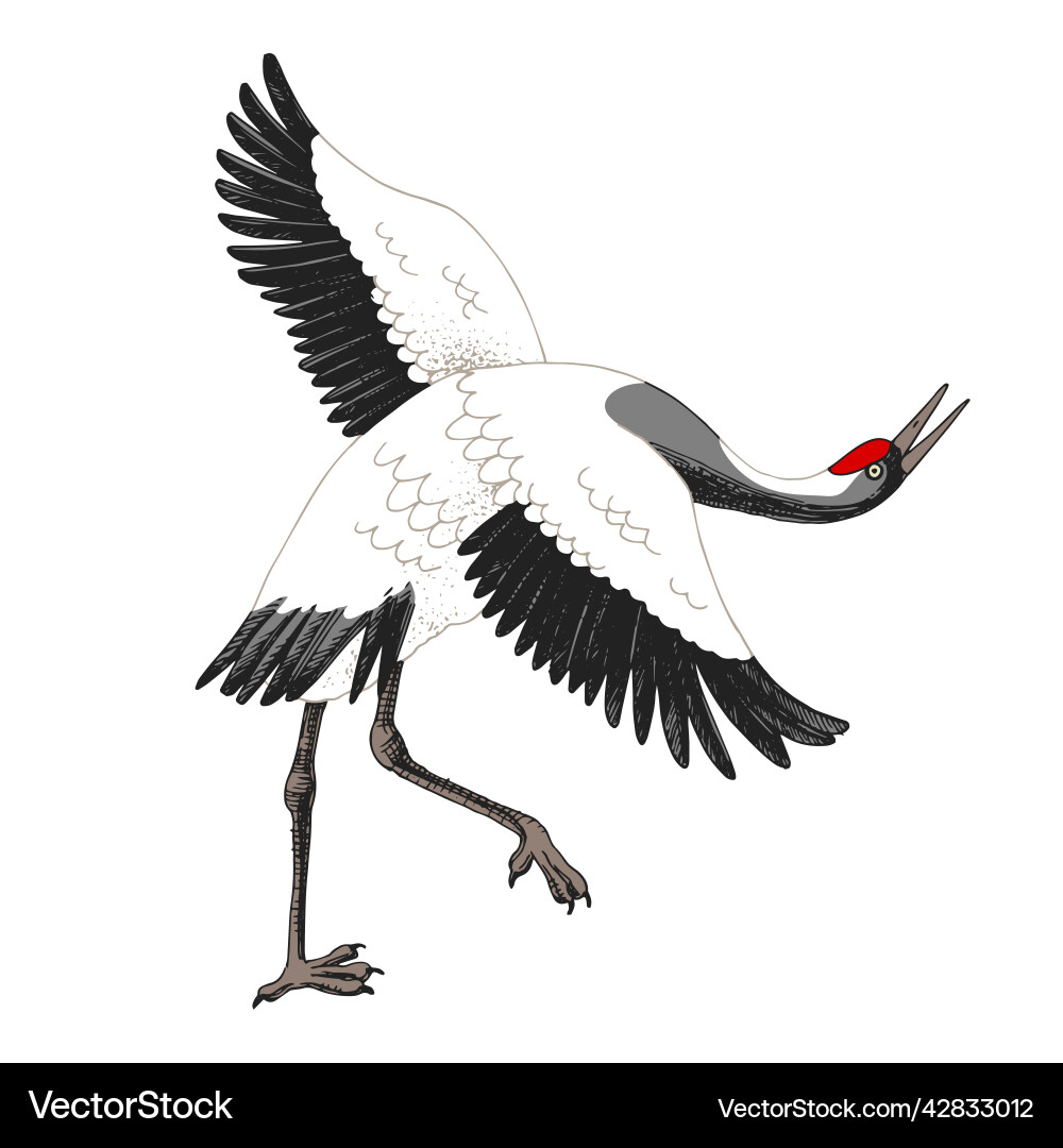Hand drawn chinese red crowned crane Royalty Free Vector
