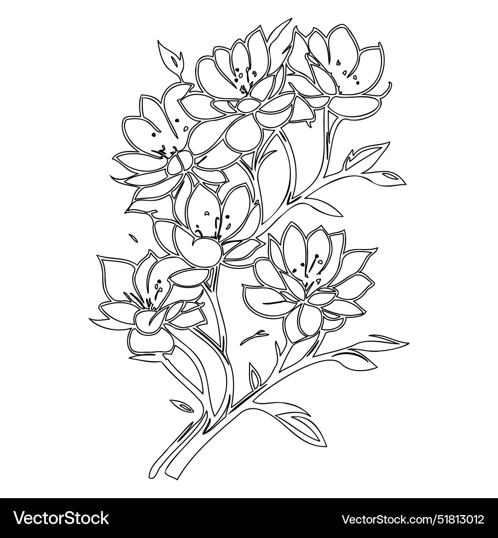 Sakura flower outline sketch Royalty Free Vector Image