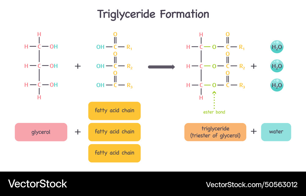Triglyceride formation Royalty Free Vector Image