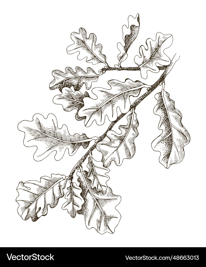 Oak Tree Leaves Vector