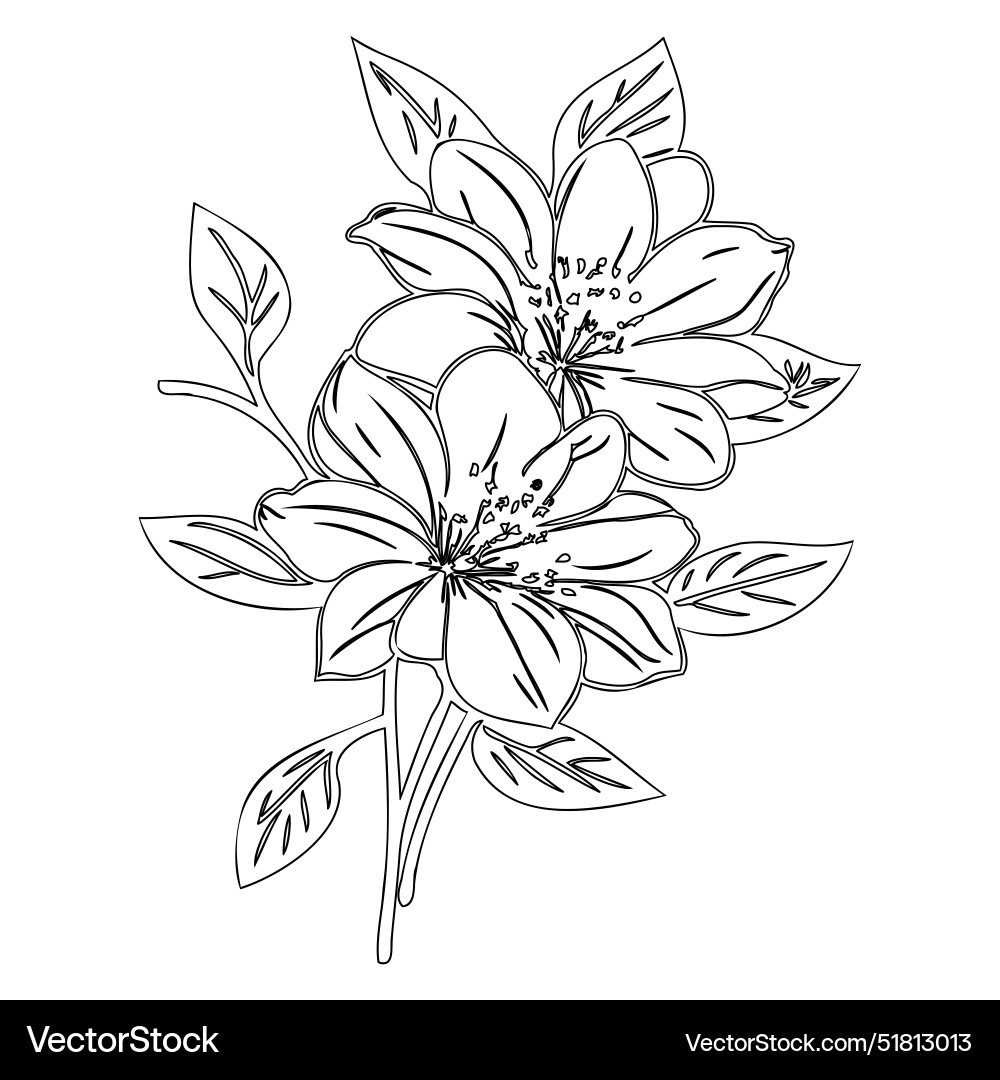Sakura flower outline sketch Royalty Free Vector Image