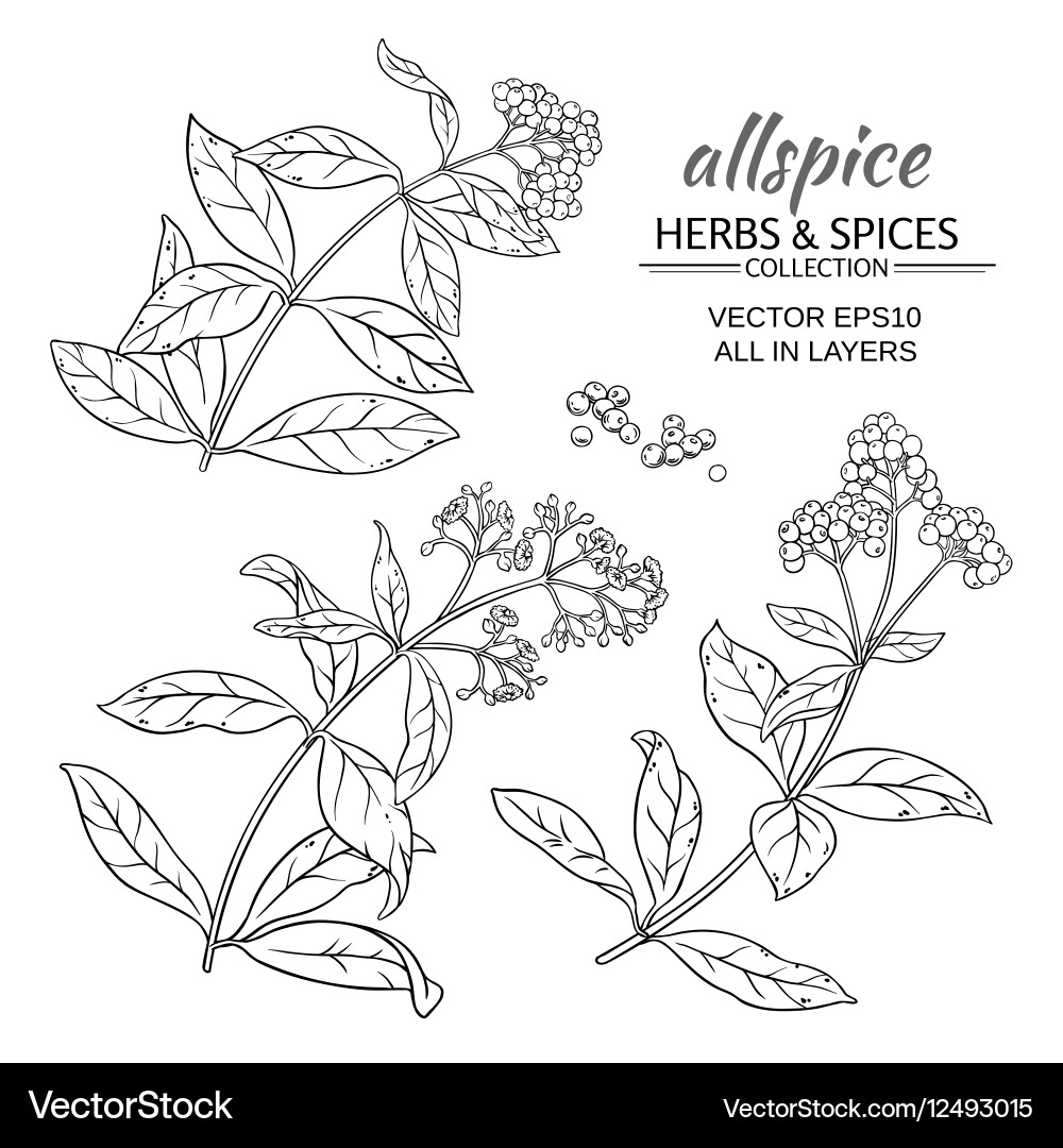 Allspice set Royalty Free Vector Image - VectorStock