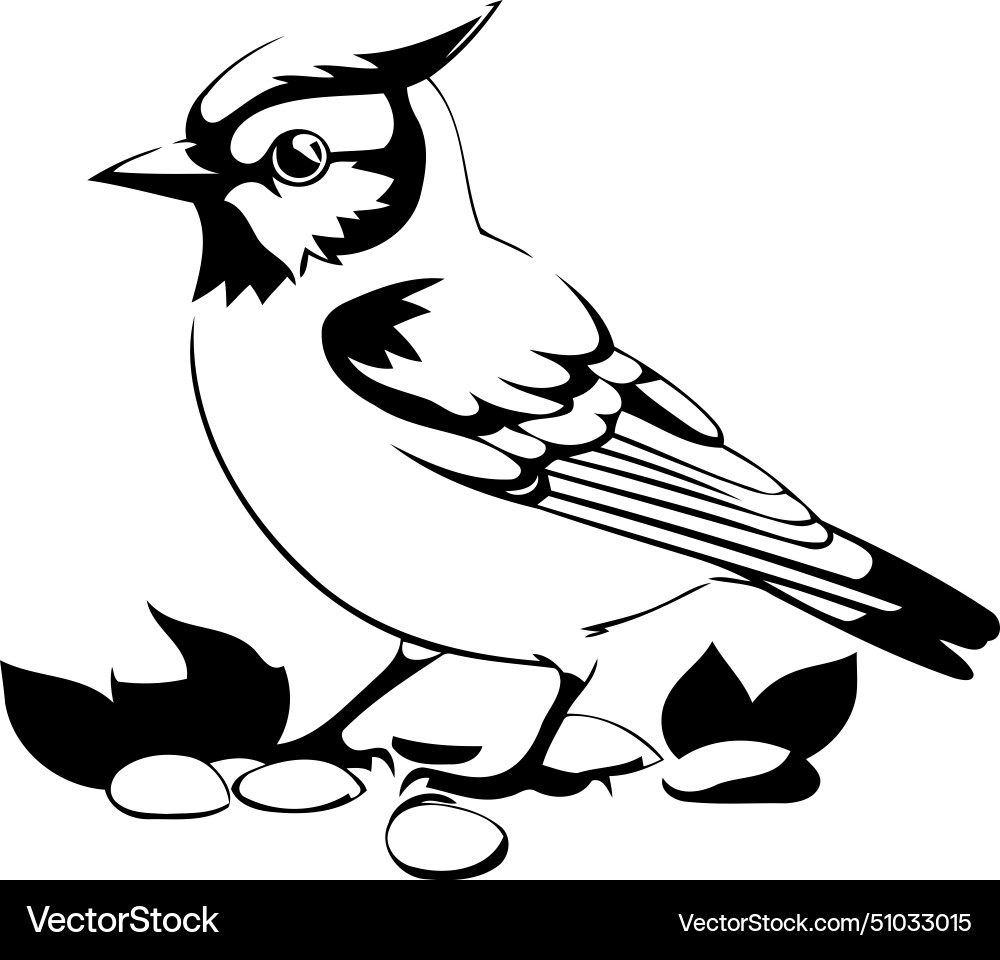 Blue jay bird isolated on a white background Vector Image