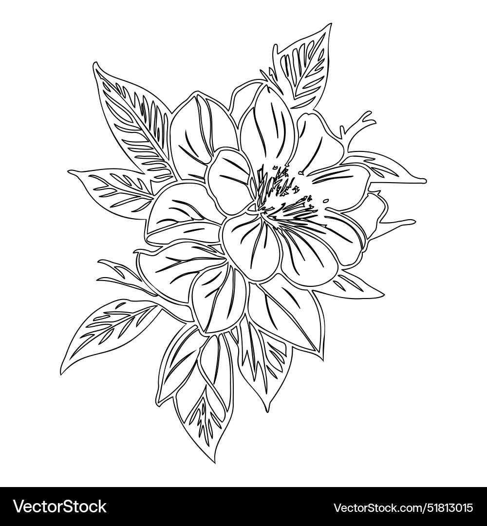 Sakura flower outline sketch Royalty Free Vector Image