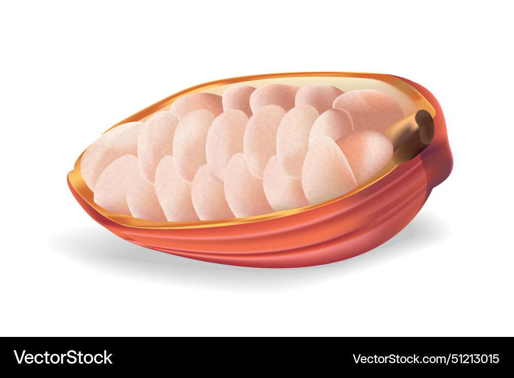 Unripe cocoa bean on white background realistic Vector Image