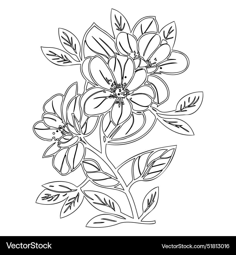 Sakura flower outline sketch Royalty Free Vector Image