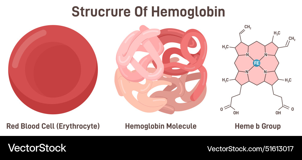 Hemoglobin molecule structure iron-containing Vector Image
