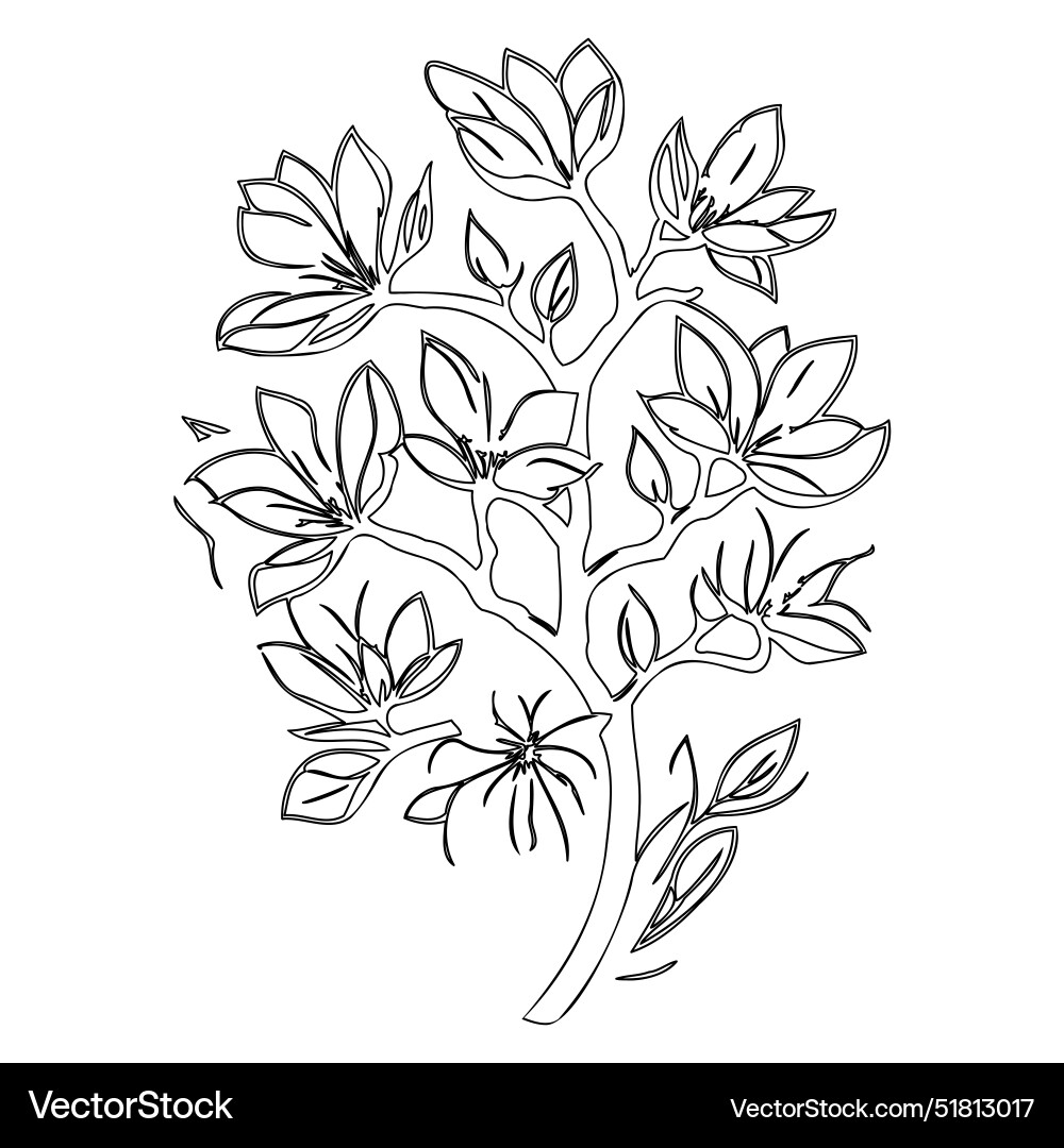 Sakura flower outline sketch Royalty Free Vector Image