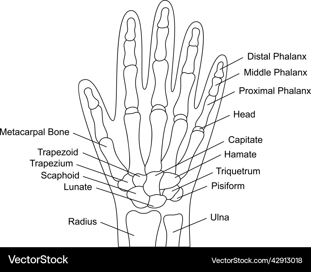 Human hand bones anatomy with descriptions Vector Image