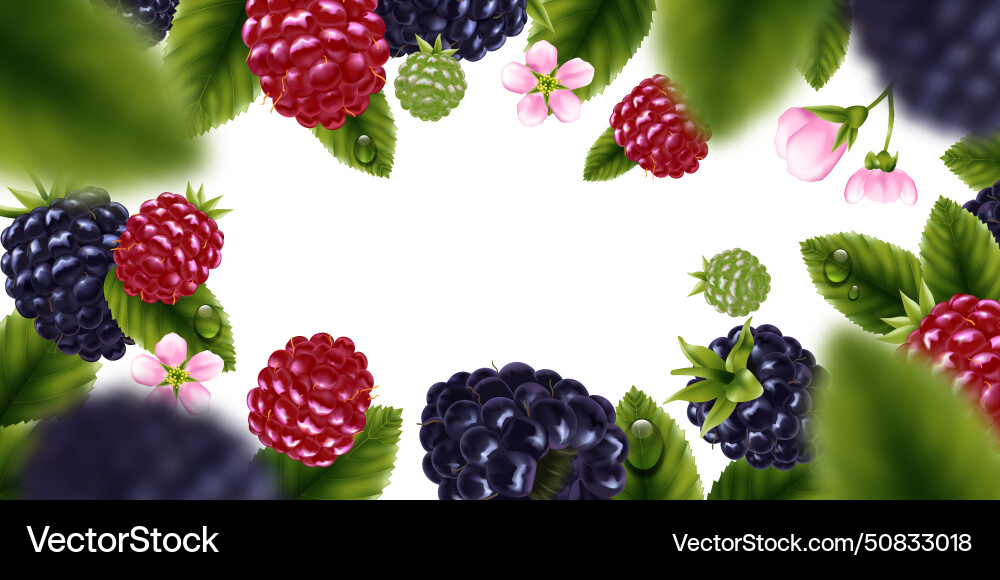 Realistic blackberry frame Royalty Free Vector Image