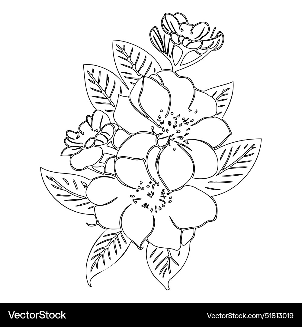 Sakura flower outline sketch Royalty Free Vector Image