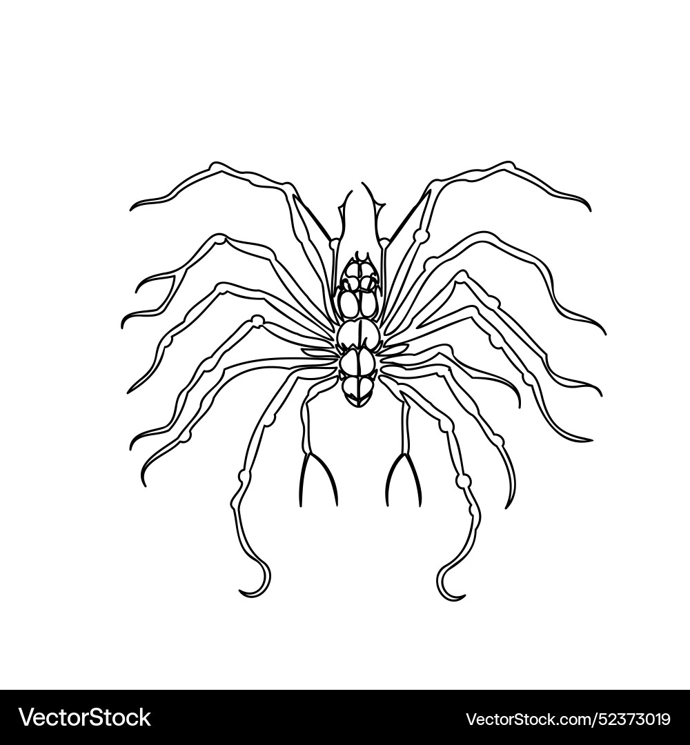 Spider halloween outline sketch Royalty Free Vector Image