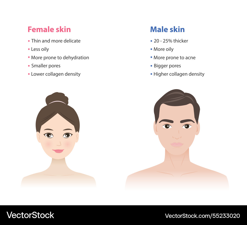 Difference between female and male skin Royalty Free Vector