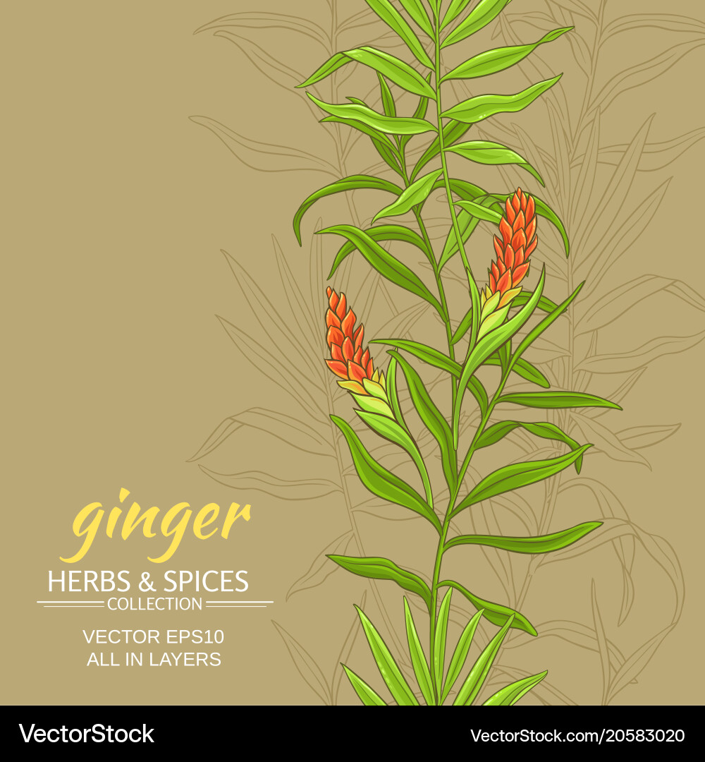 Ginger background Royalty Free Vector Image - VectorStock