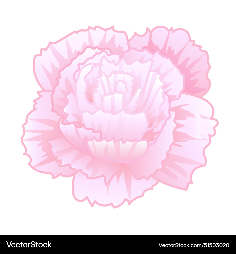Pink carnation flower isolated on white Royalty Free Vector