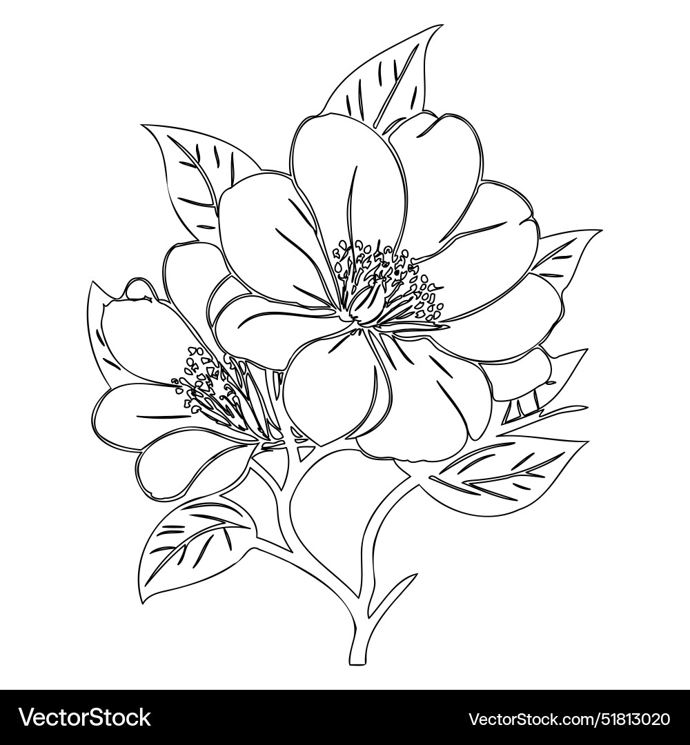 Sakura flower outline sketch Royalty Free Vector Image