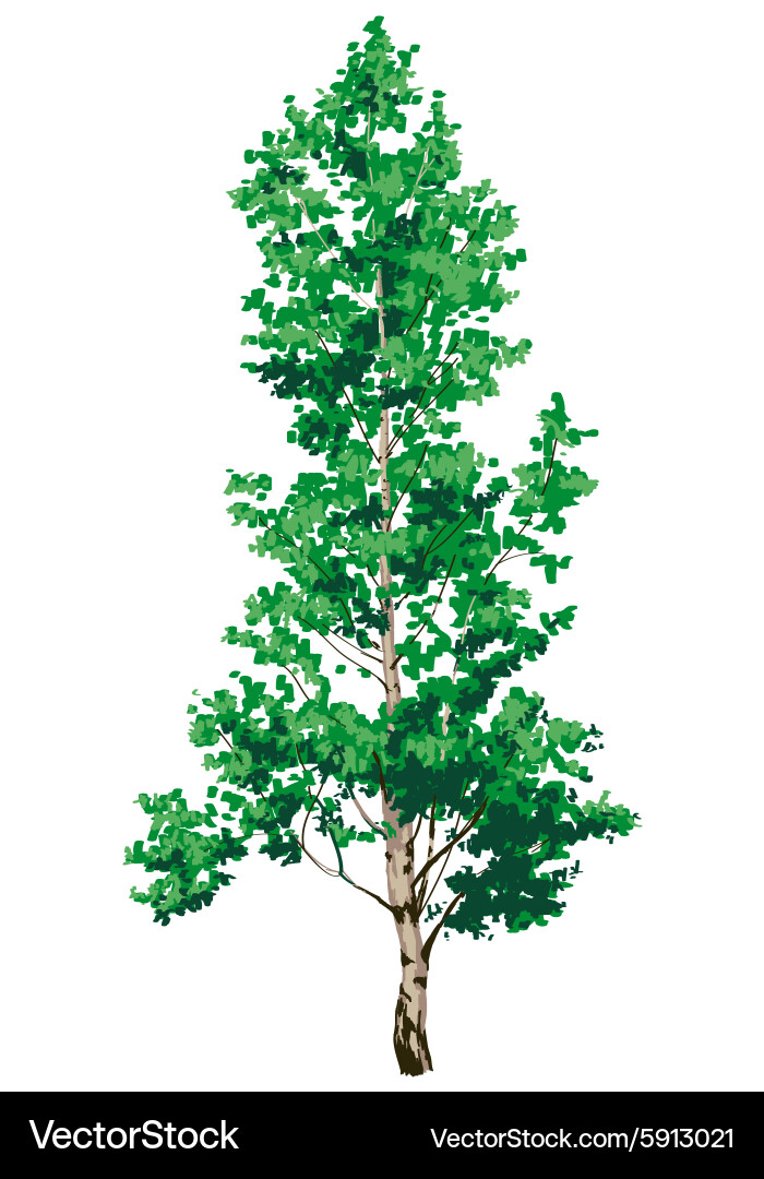 Birch tree on white background Royalty Free Vector Image