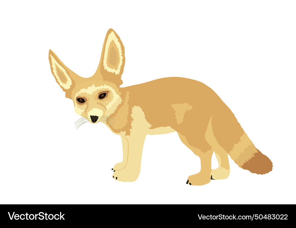 Fennec fox isolated on white Royalty Free Vector Image