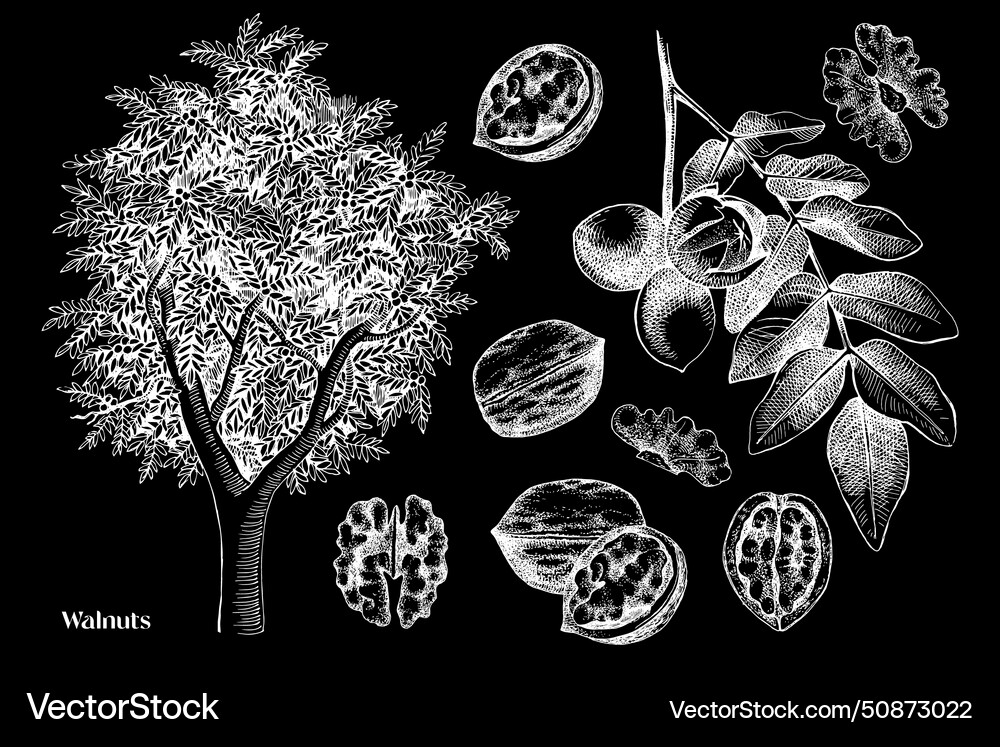 Hand drawn walnuts set Royalty Free Vector Image