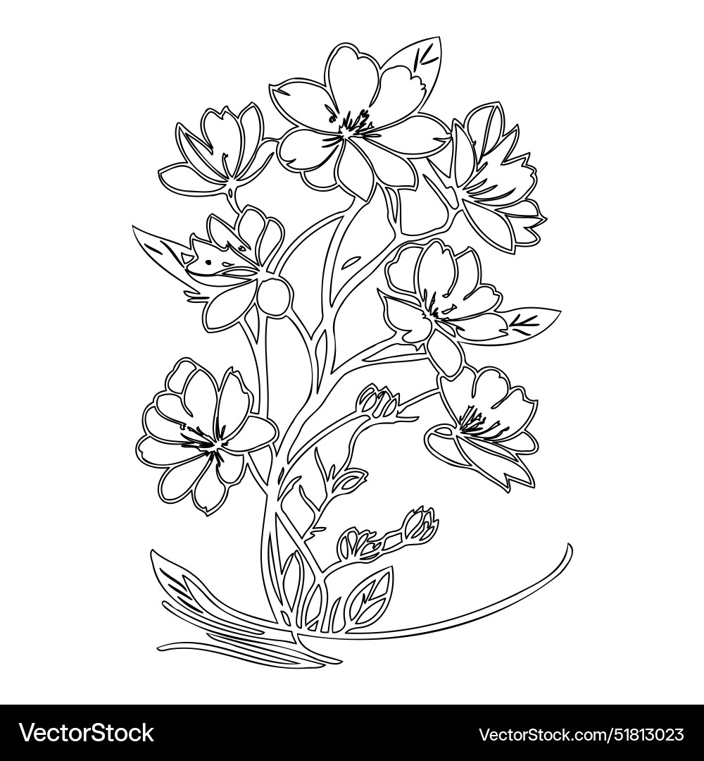 Sakura flower outline sketch Royalty Free Vector Image