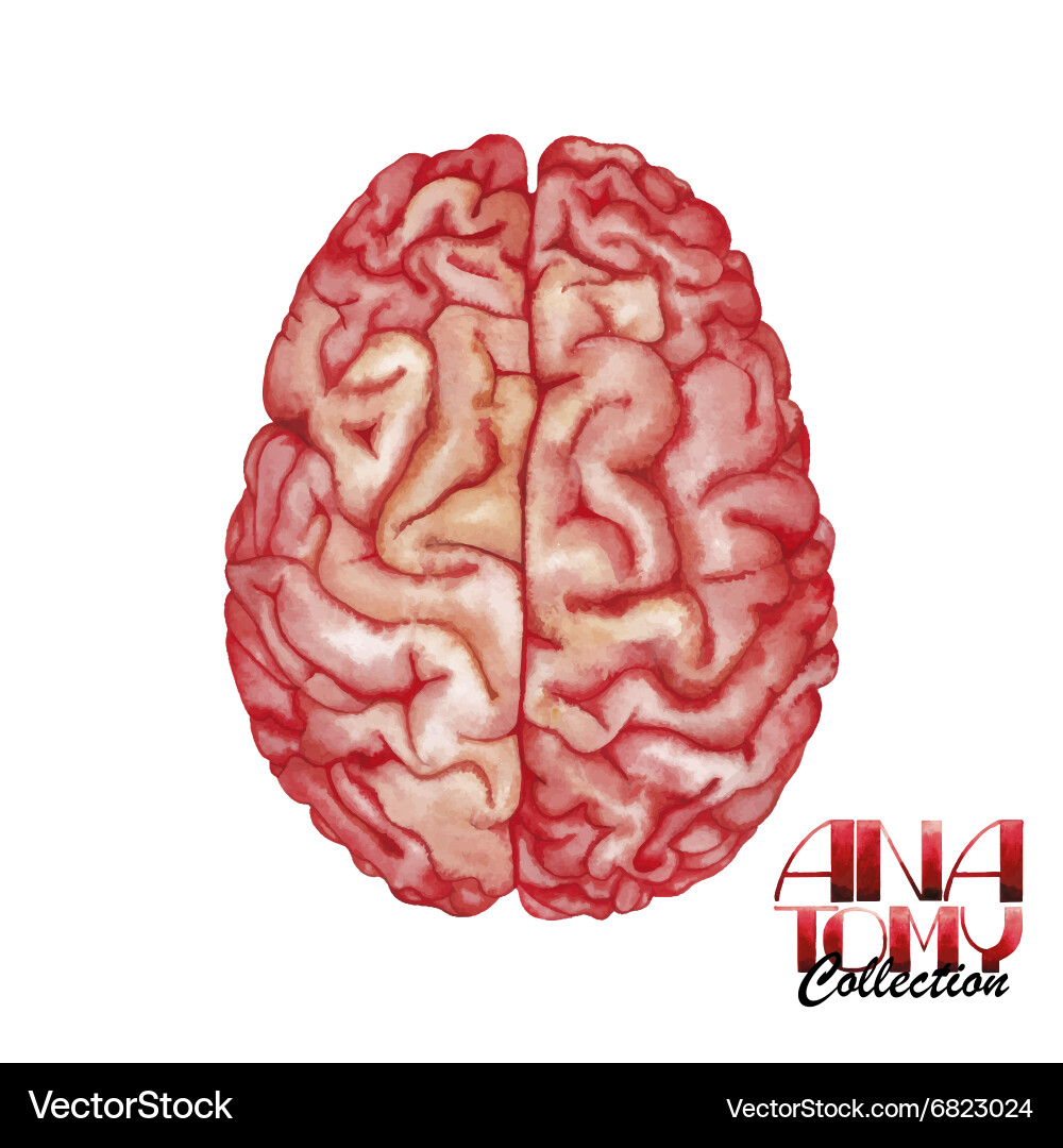 Anatomy collection - brain Royalty Free Vector Image