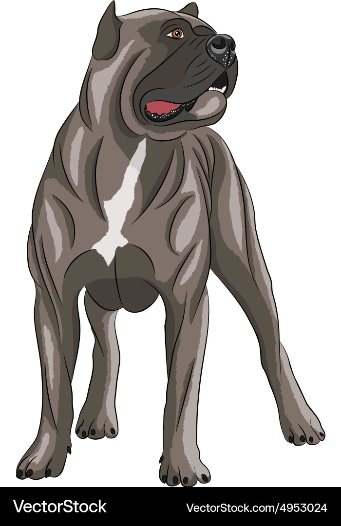 Cane corso Royalty Free Vector Image - VectorStock
