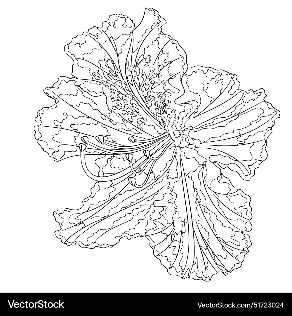 Flower rhododendron mountain shrub outline Vector Image