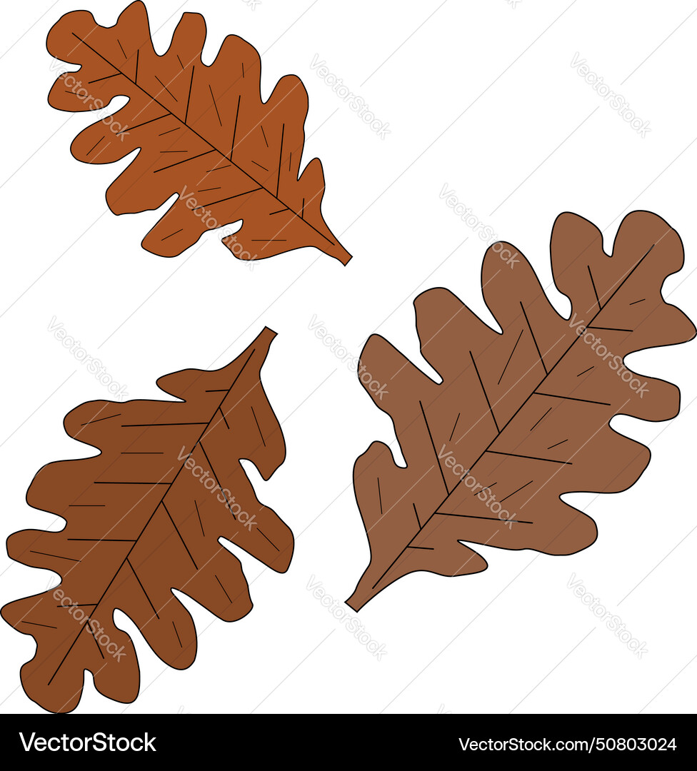 Oak leaves fall Royalty Free Vector Image - VectorStock