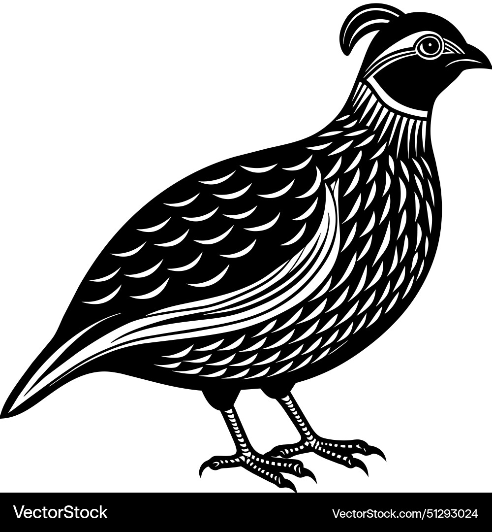 Quail side view on white Royalty Free Vector Image