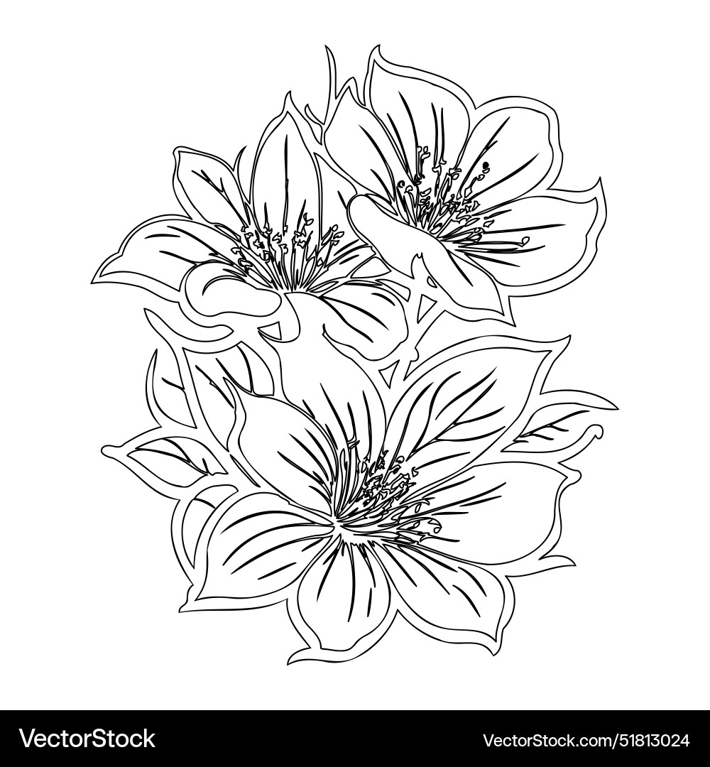 Sakura flower outline sketch Royalty Free Vector Image