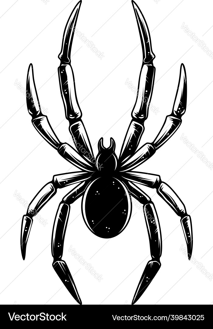 Spider design element for logo label sign emblem Vector Image