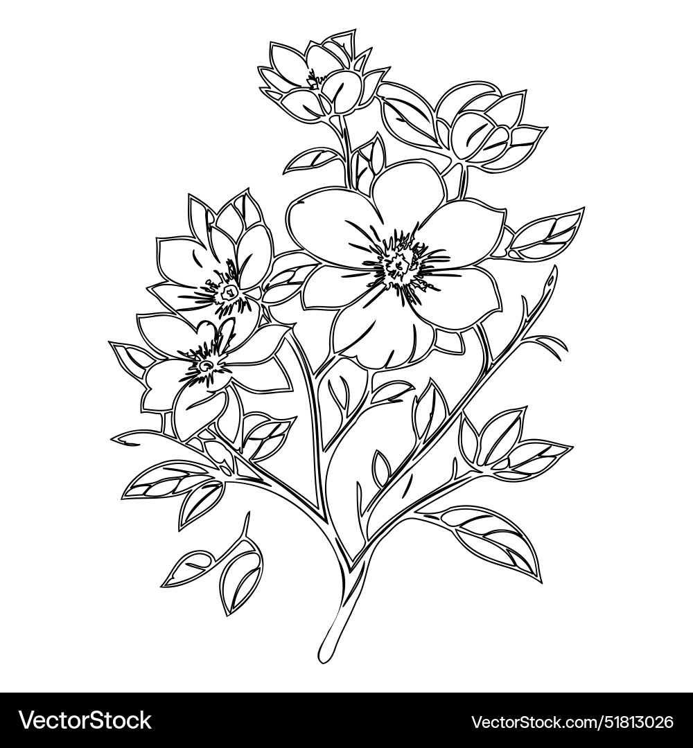 Sakura flower outline sketch Royalty Free Vector Image
